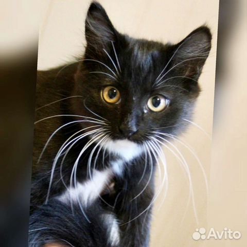 Котенок, котята пушистая девочка 3 мес