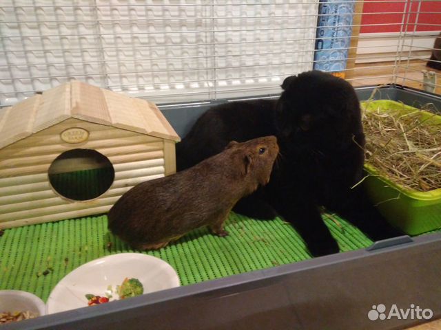 Морская свинка - Шоколадный агути на подселение