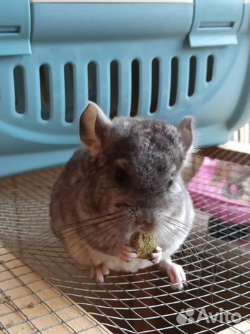 Шиншилла стандарт