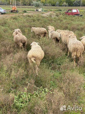 Овцы бараны