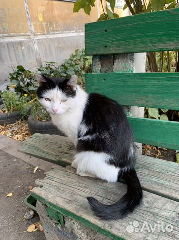 Котикам нужен дом