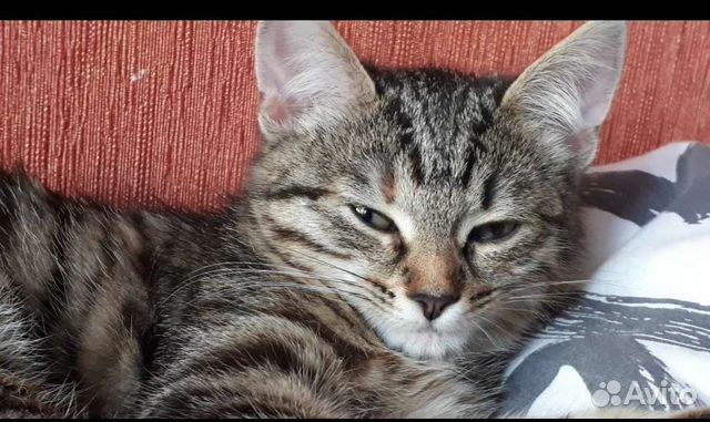 Кошка в дар