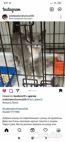 Бело-серый ласковый стерилизованный котенок