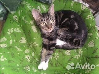 Матильда на пристройство