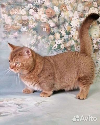 Котик скоттиш килт