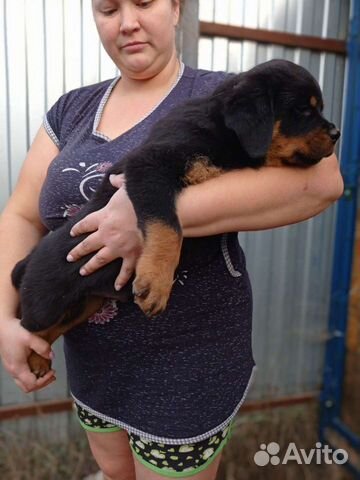 Щенки ротвейлера с родословной РКФ