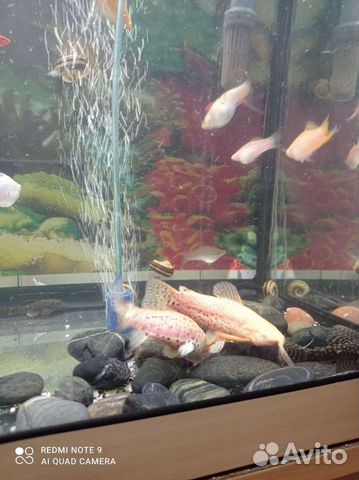 Сомы альбиносы таракатумы/производители/пары