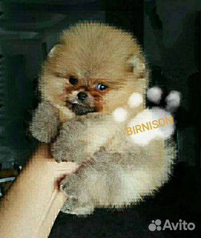 Шпиц (пемеранский мальчик)