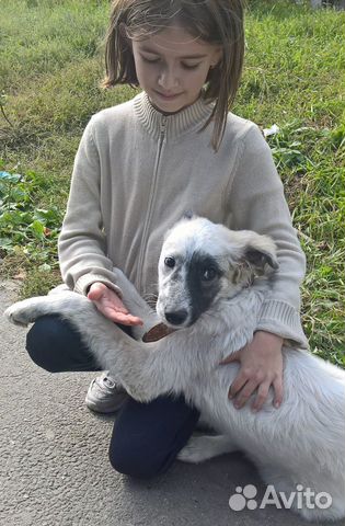 Братишки в добрые руки