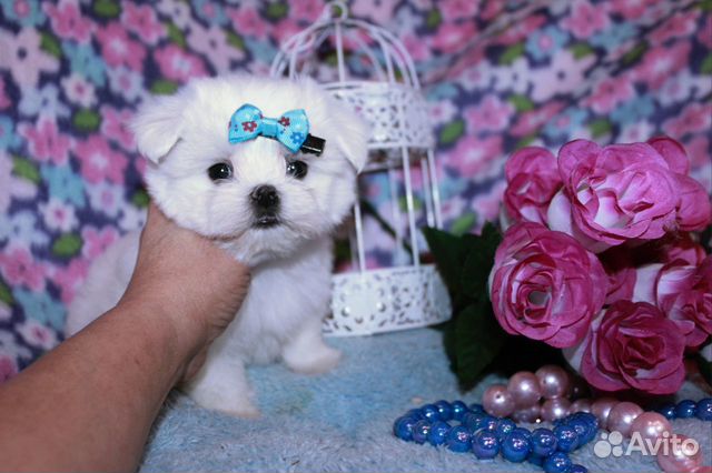 Красавчик мальчик мальтезе 2 мес