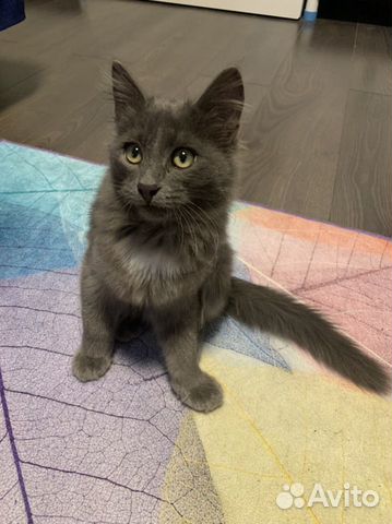 Котенок Тишка