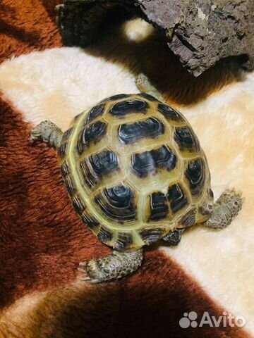 Черепаха сухопутная