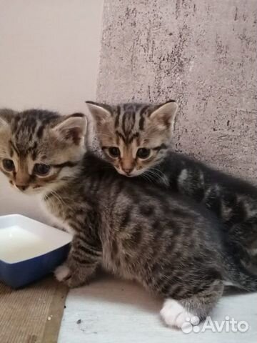 Британецкие котята