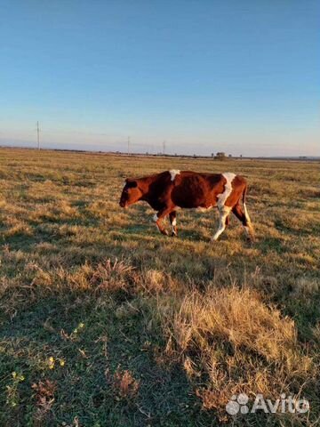 Корова первотелки