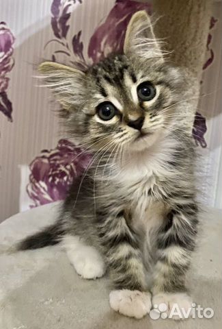Котенок девочка в дар