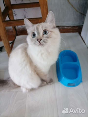 Отдадим кошку бесплатно 5месяцев