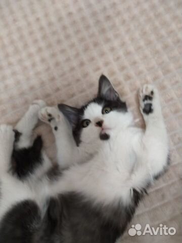 Кот отличный друг