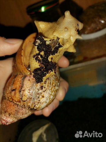 Улитка Ахатина