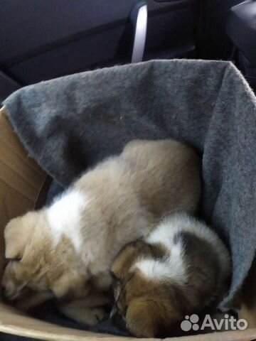 Осталось 2 щенка черненькая девочка, и беленький м