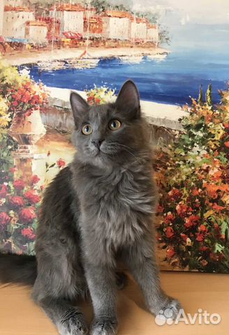 Дымчатого котёнка в дар