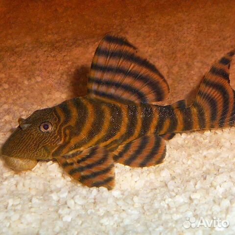 Номерные сомы l 397