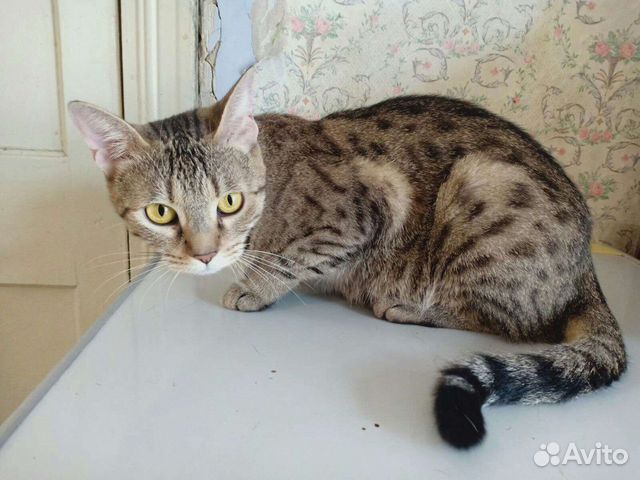 Бенгальская кошка