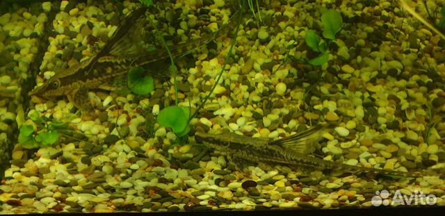 Стурисома панамская, пара