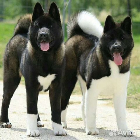 Девочки американской акиты