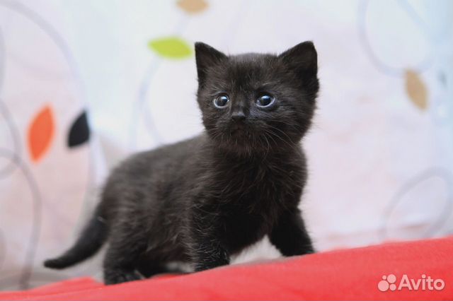Черный котенок мальчик (отдаём после 1 ноября)