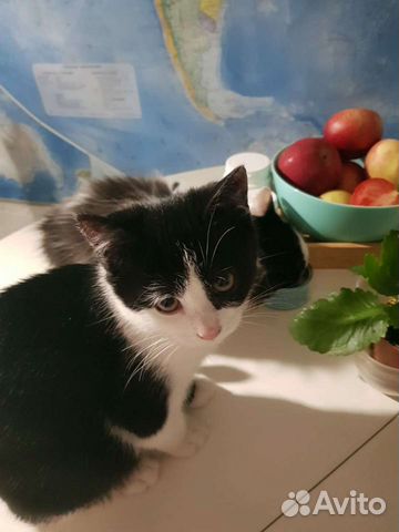 Котёнок мальчик