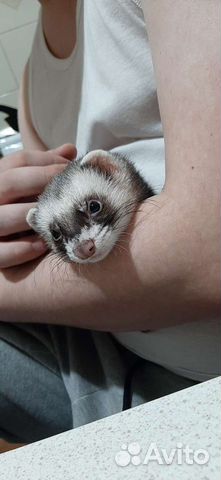 Хорек с клеткой