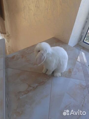 Декоративный кролик с клеткой