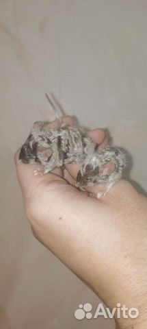 Декоративные мышки в Самаре