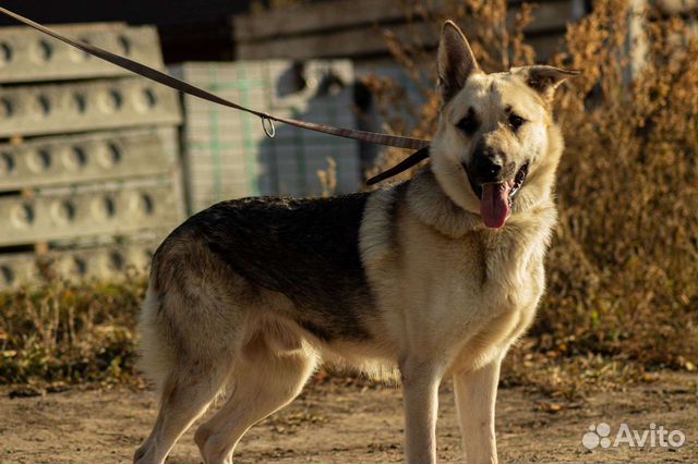 Метис ищет дом