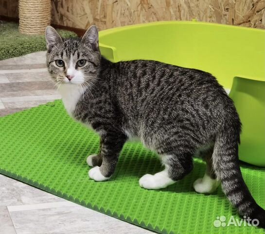 Котенок Бусенок ищет дом