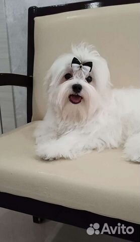 Мальчишка мальтезе