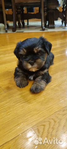 Продаю щенят