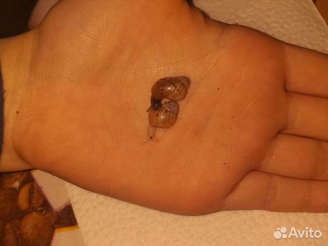 Сухопутная улитка