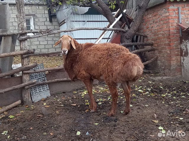 Баран