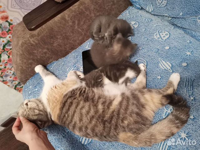 Шотландская кошка