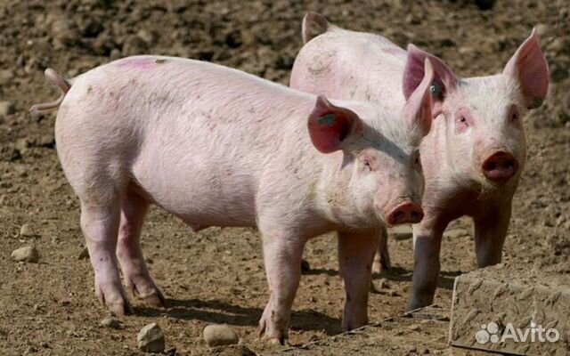 Свиньи разные