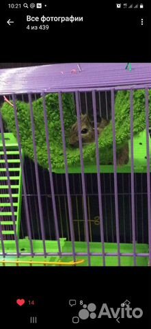 Белка дегу -мальчик