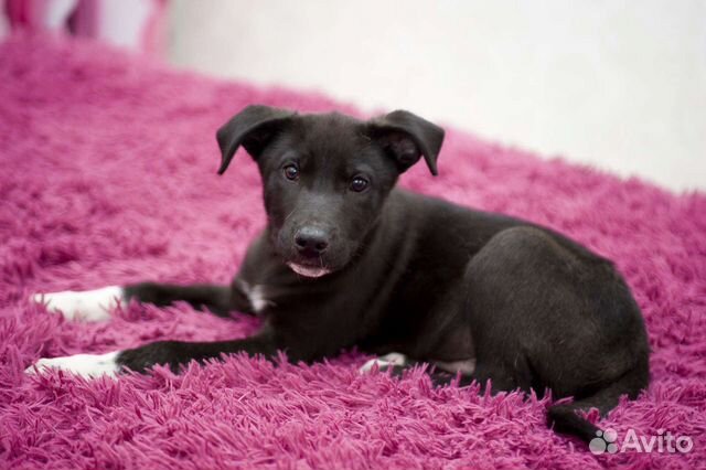 Красавчик Рокки ищет дом