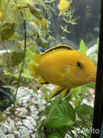 Лабидохромис еллоу, взрослый скмец