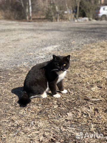 Котик Митяй ищет дом