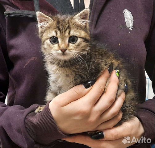 Малышка Тося ищет дом
