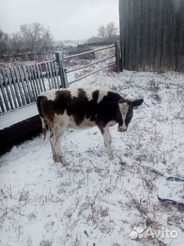 Продается телка
