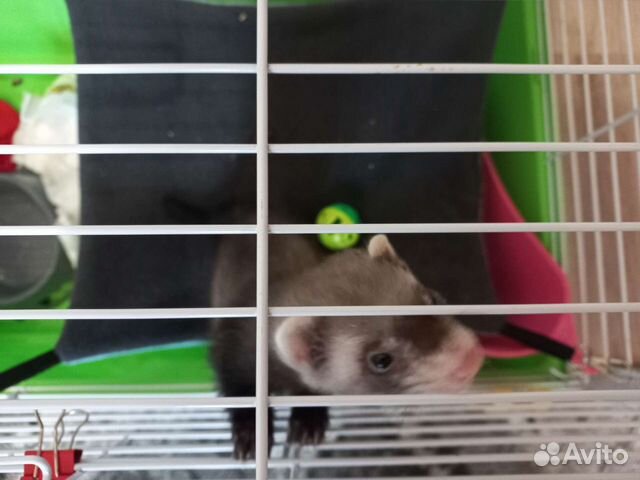 Хорек с клеткой