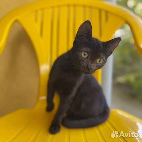 Котенок в дар г. Севастополь