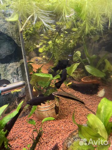 Молинезия черная